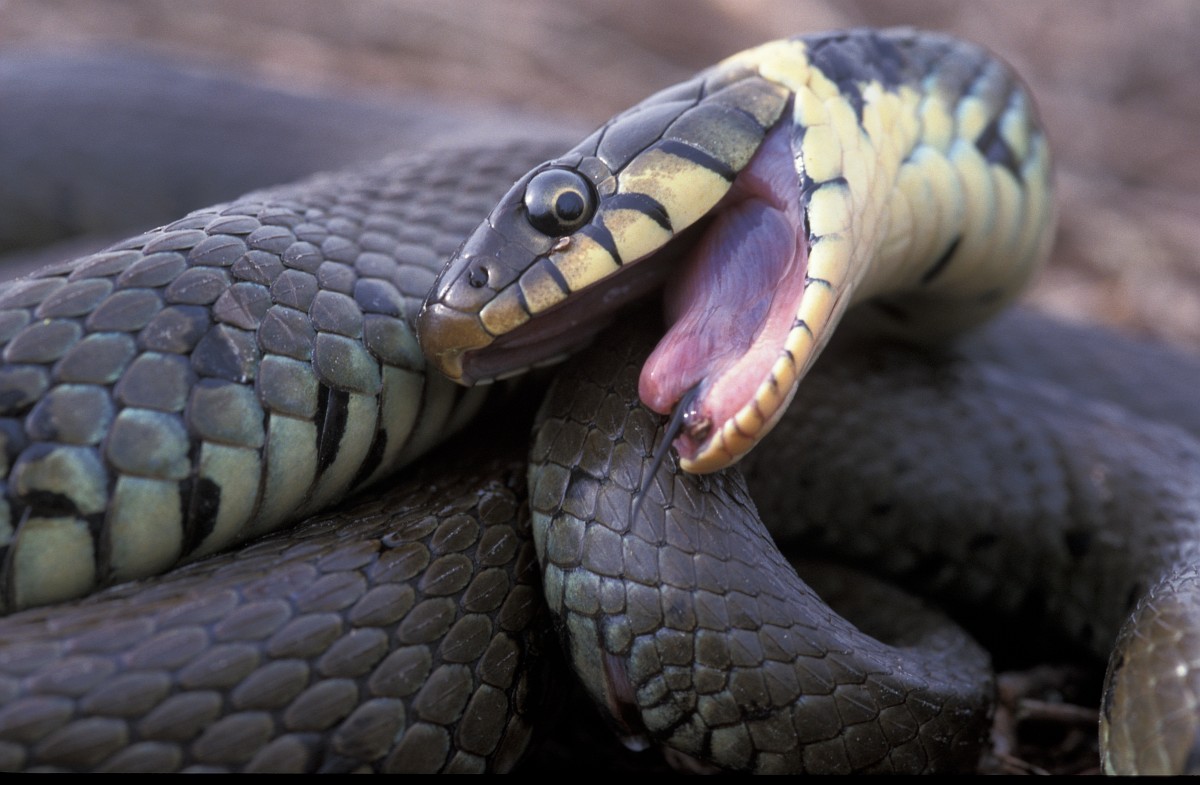Natrix natrix, Grass Snake